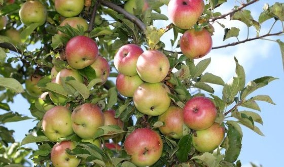 Wild Apples – The best things in life are free! | haligonia.ca