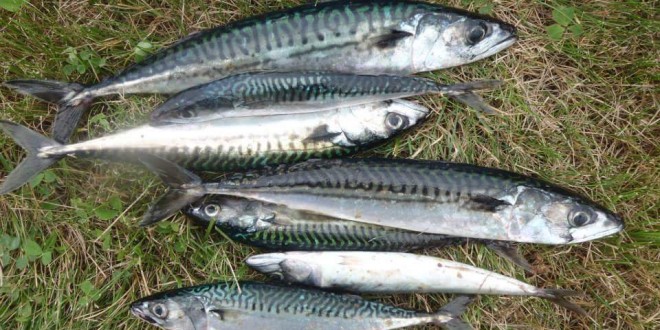 Consultation on marine recreational fishing licences for eastern Canada ...